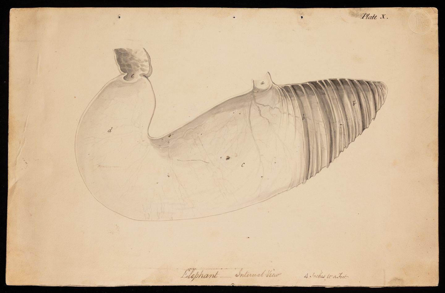 Painting, 'Elephant. Internal view' by [William Clift] | The Royal ...