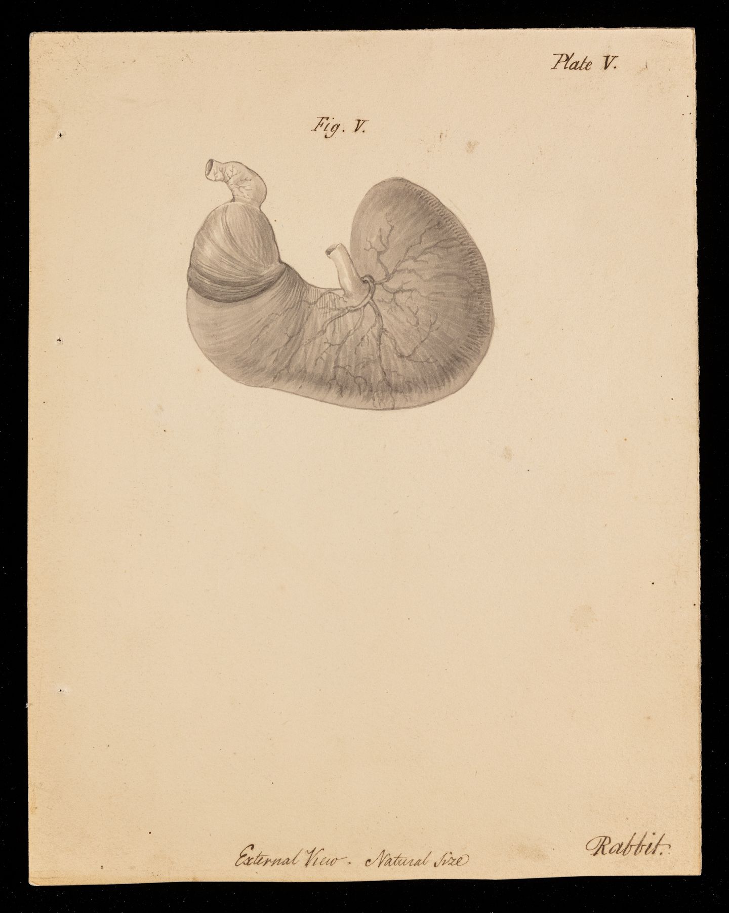 Painting, 'External view. Natural size. Rabbit' by [William Clift ...