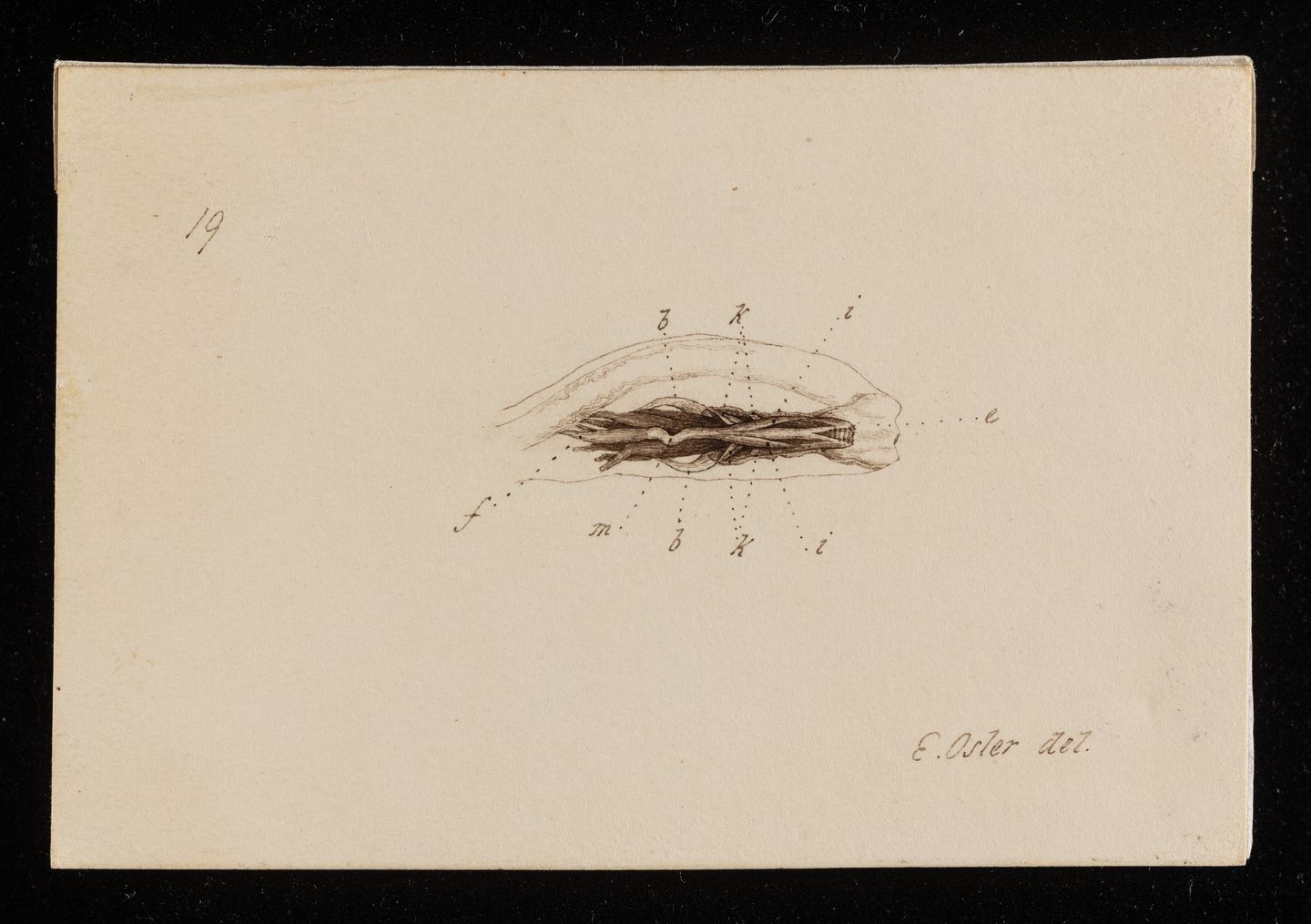 Drawing, Buccinum undatum tongue muscles by E [Edward] Osler | The ...