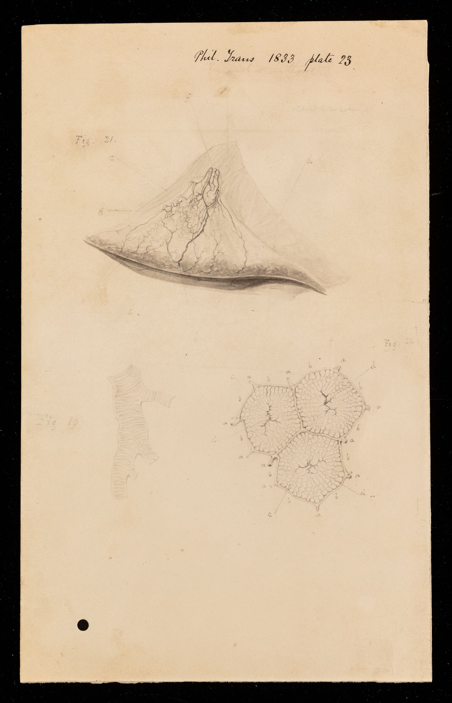 Drawing, hepatic vein, biliary ducts, and interlobular branches by ...