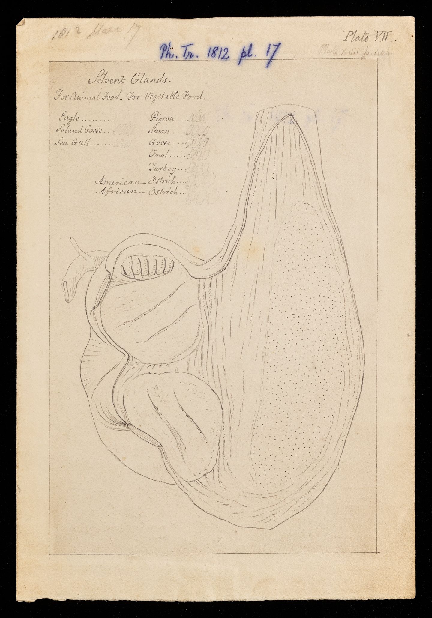 Drawing, 'Solvent glands [African ostrich gizzard]' by [William Clift ...