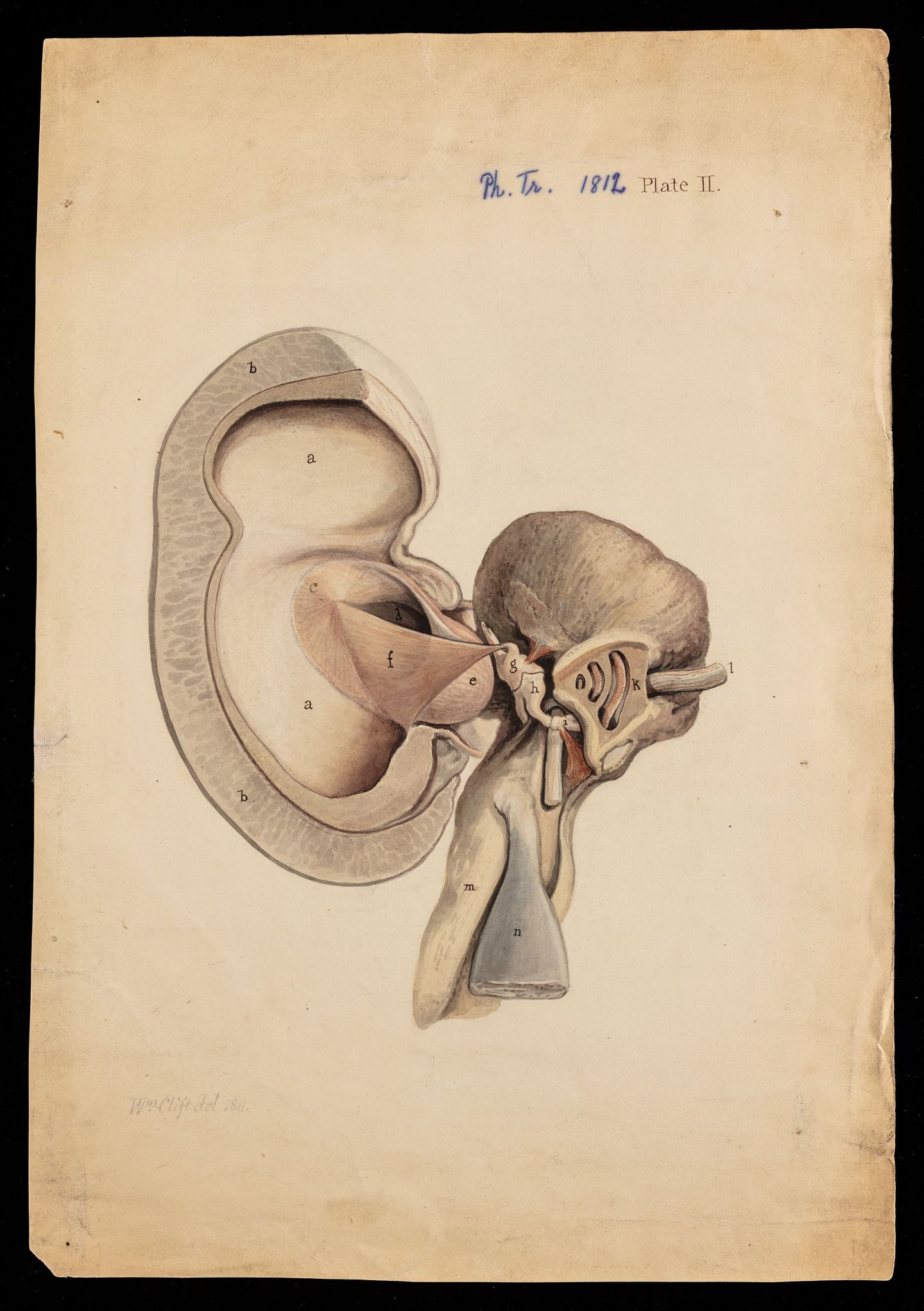 Painting, internal section of the auditory structures in Balaena ...