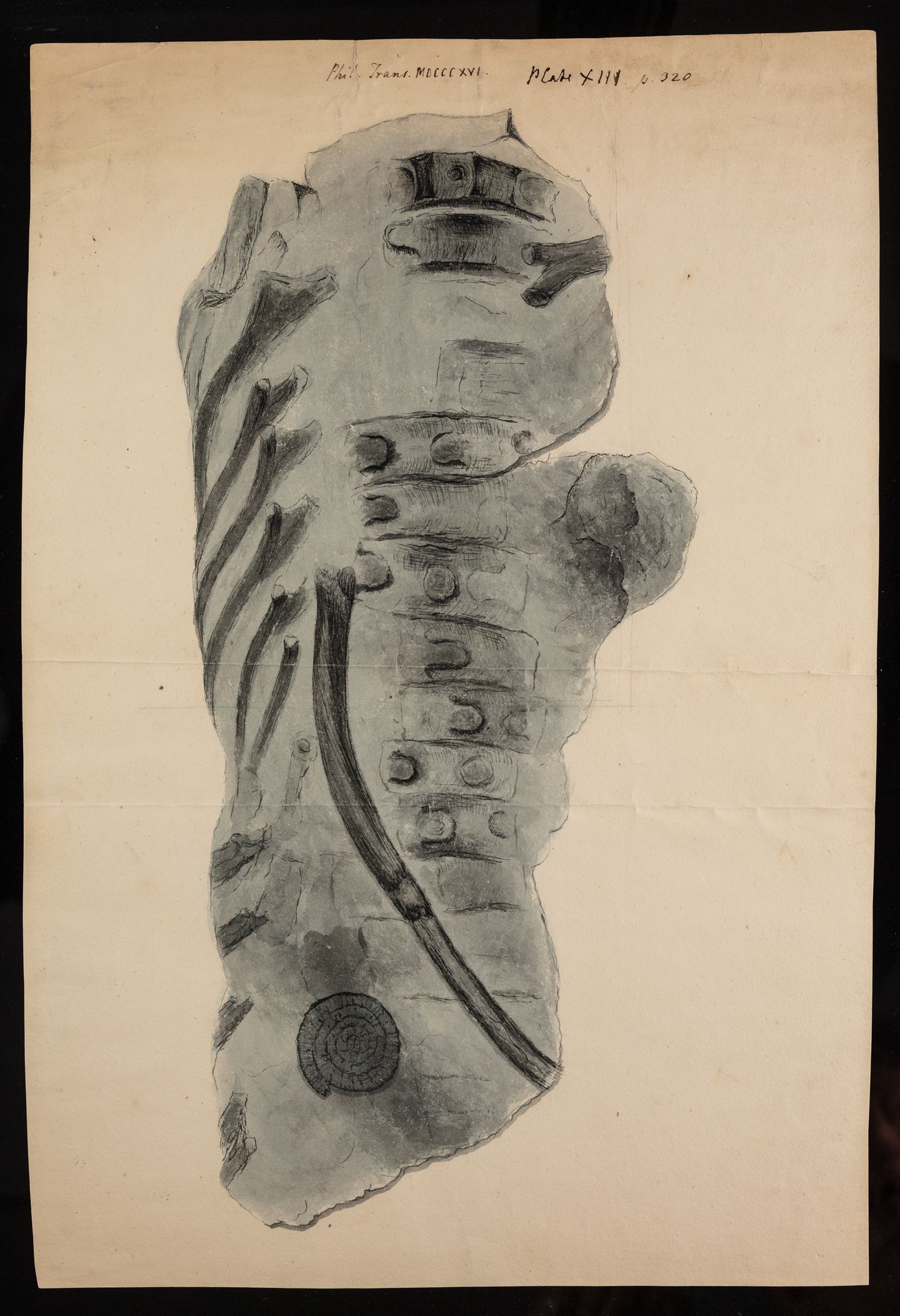 Painting, ichthyosaur ribs fossil by unknown artist | The Royal Society ...