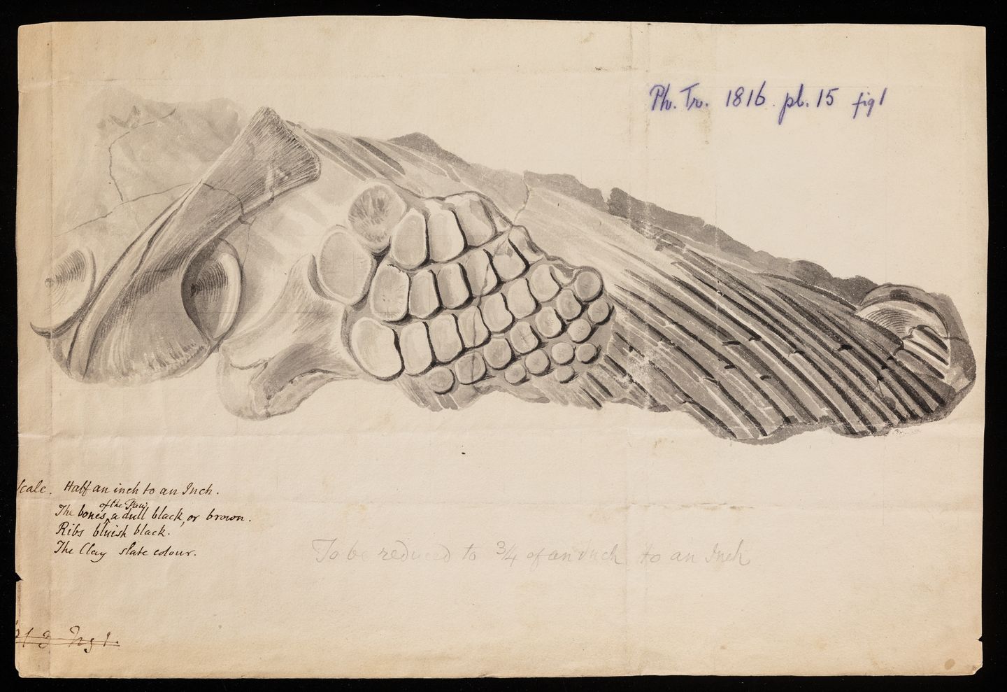 Painting, fossilised ichthyosaur paddle and scapula by [William Clift ...