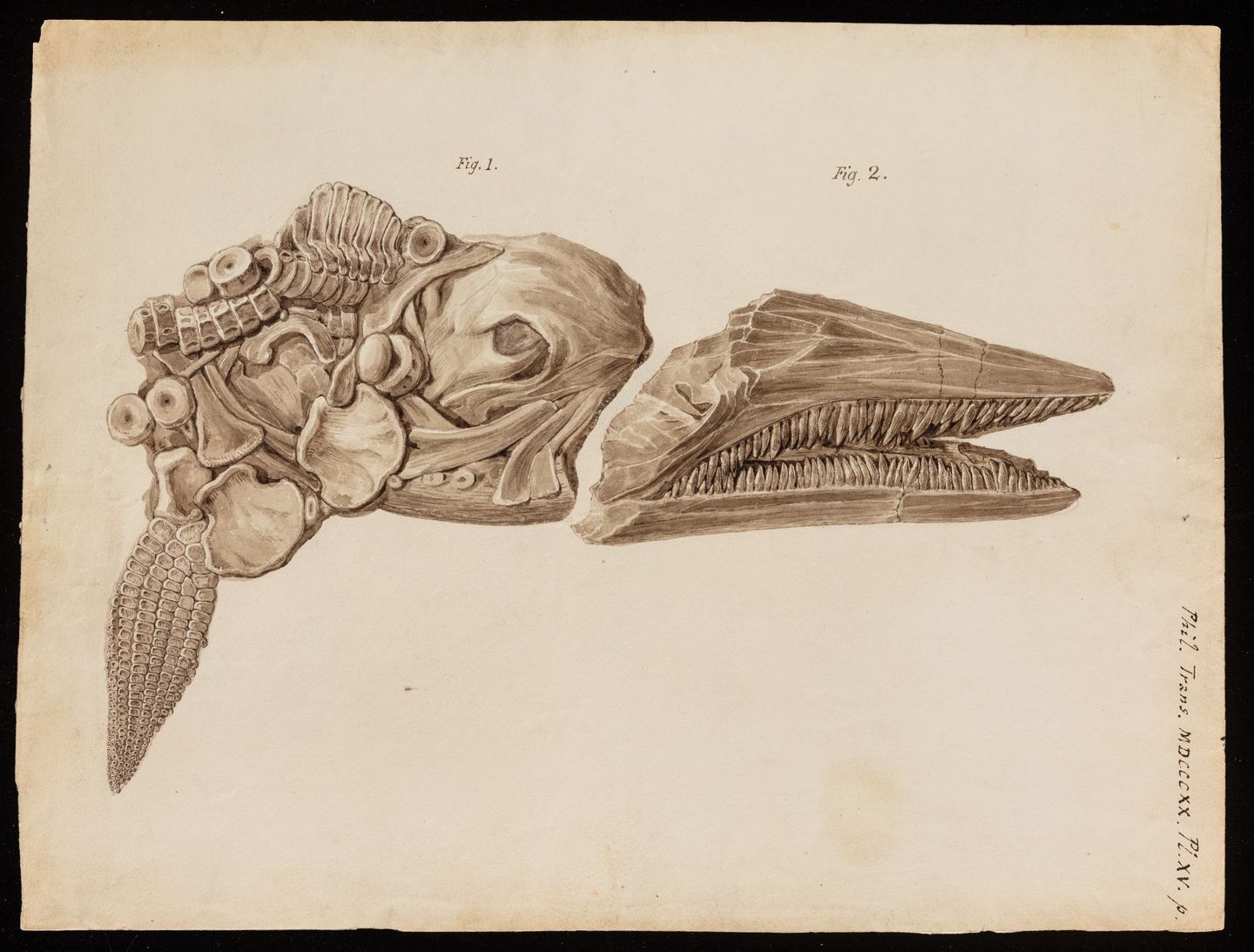 Painting, fossilised skull and jaws of the proteosaurus [ichthyosaur ...