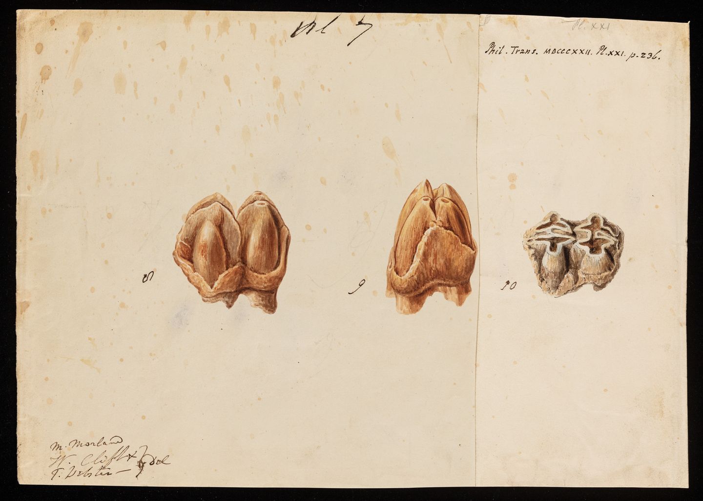 Paintings, fossilised teeth of hippopotamus by M [Mary] Morland, W ...