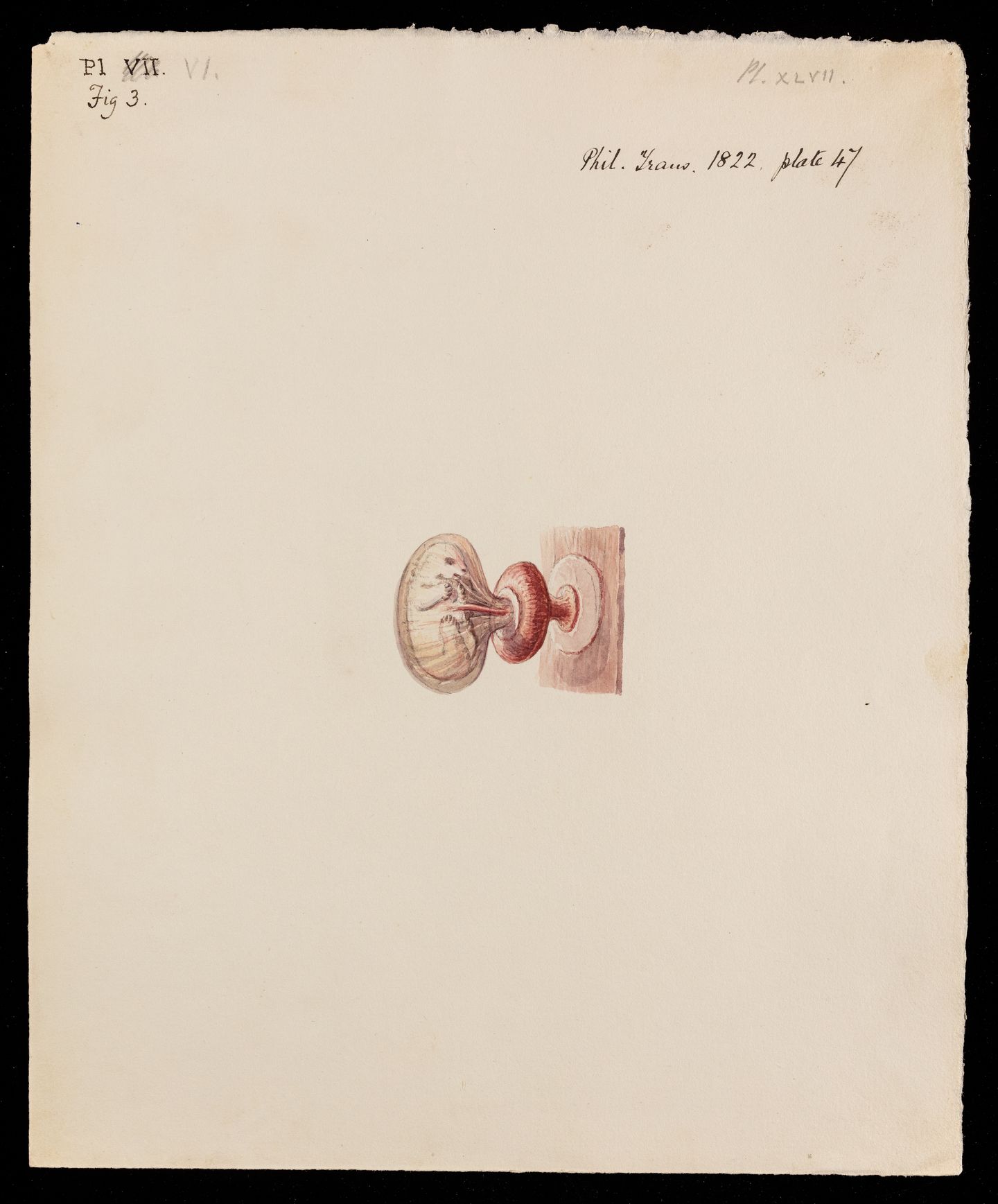 Painting, guinea pig foetus and placenta by [William Clift] | The Royal ...