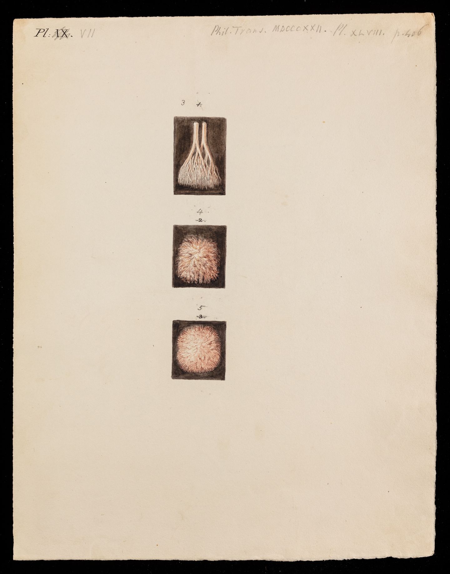 Paintings, deer, sheep, and goat placenta details by [William Clift ...