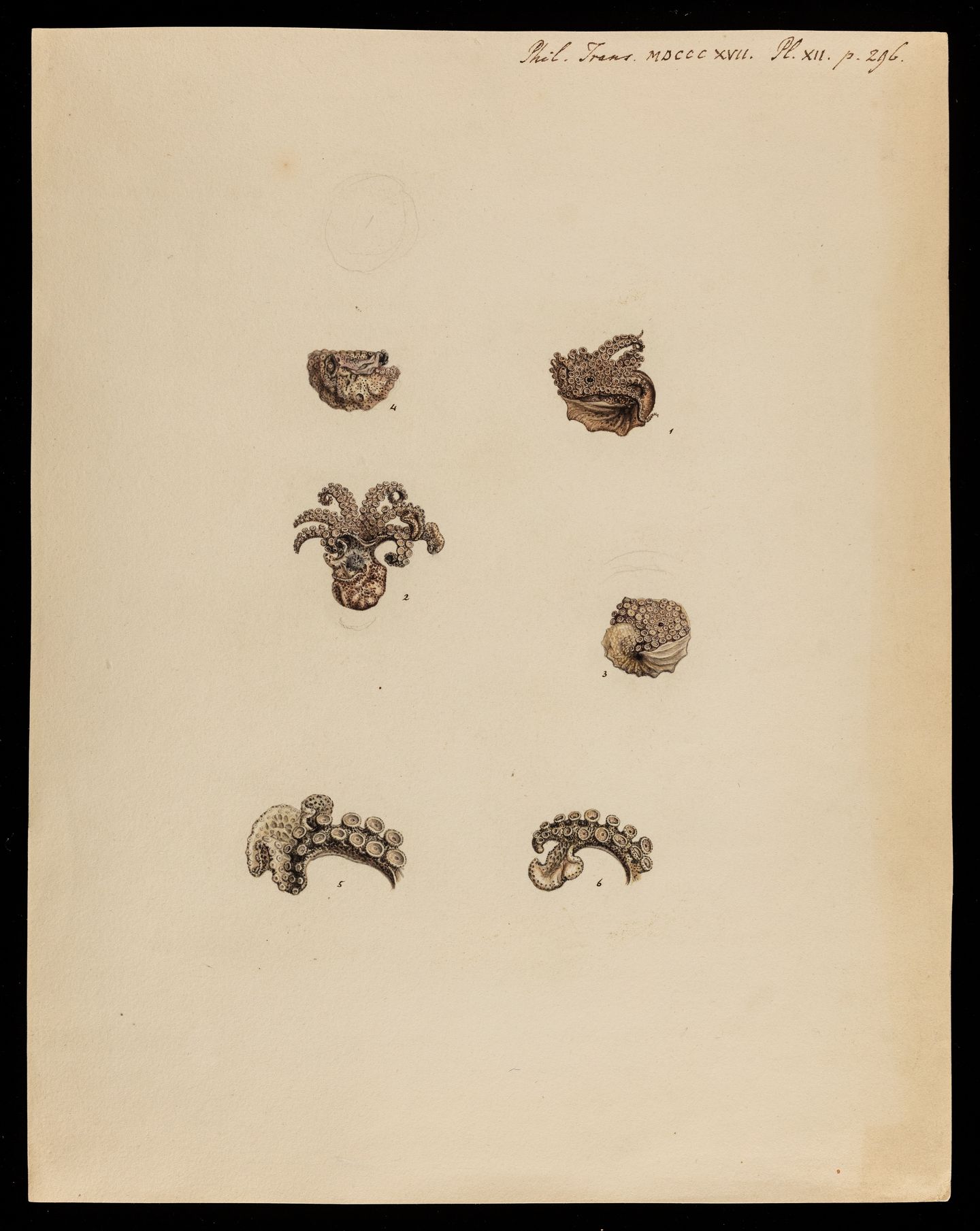 Paintings, Ocythoe cranchii [winged argonaut] by unknown artist | The ...