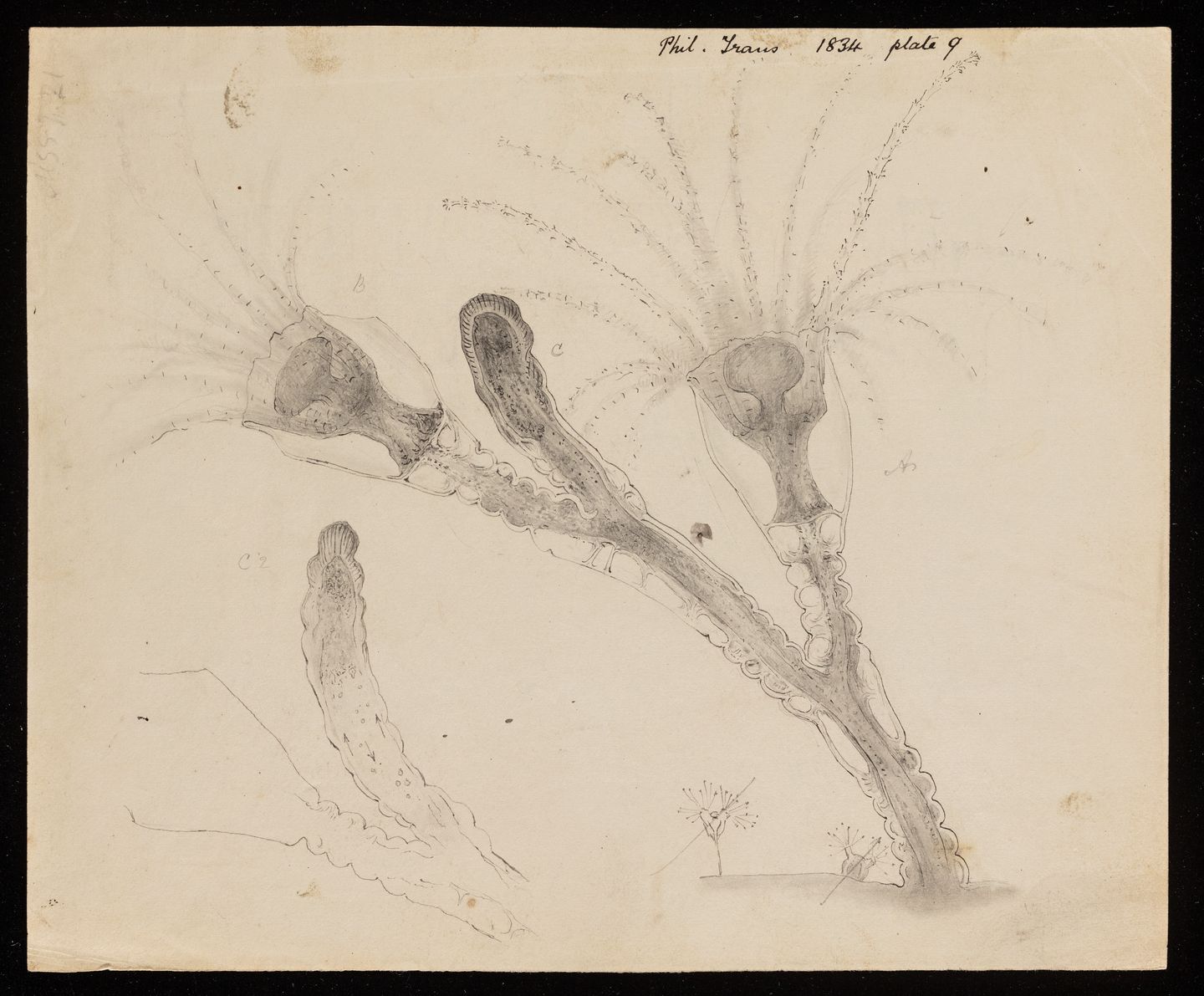 Drawings, stem and sprout of Campanularia dichotoma by [Joseph Jackson ...