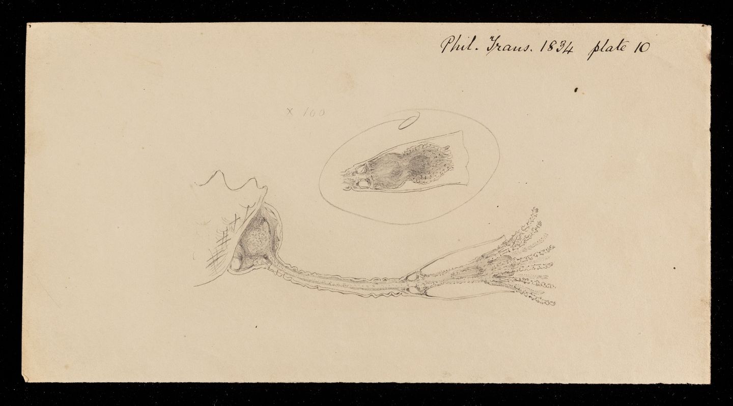 Drawings, simple Campanularia by [Joseph Jackson Lister] | The Royal ...