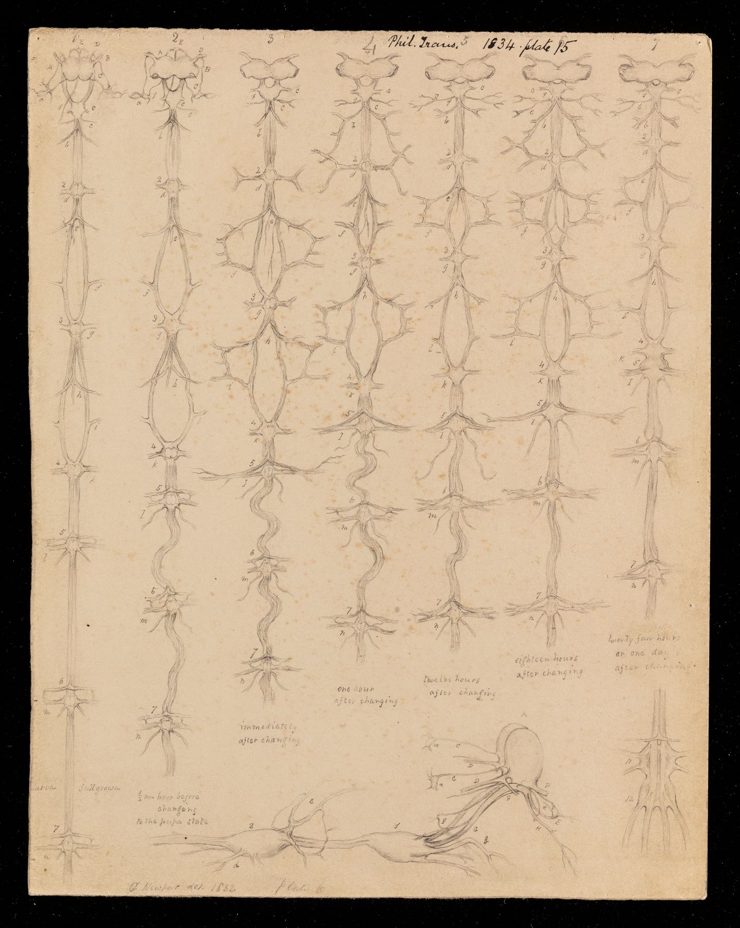 Drawings, nervous system of Papilio urticae and Sphinx ligustri by G ...