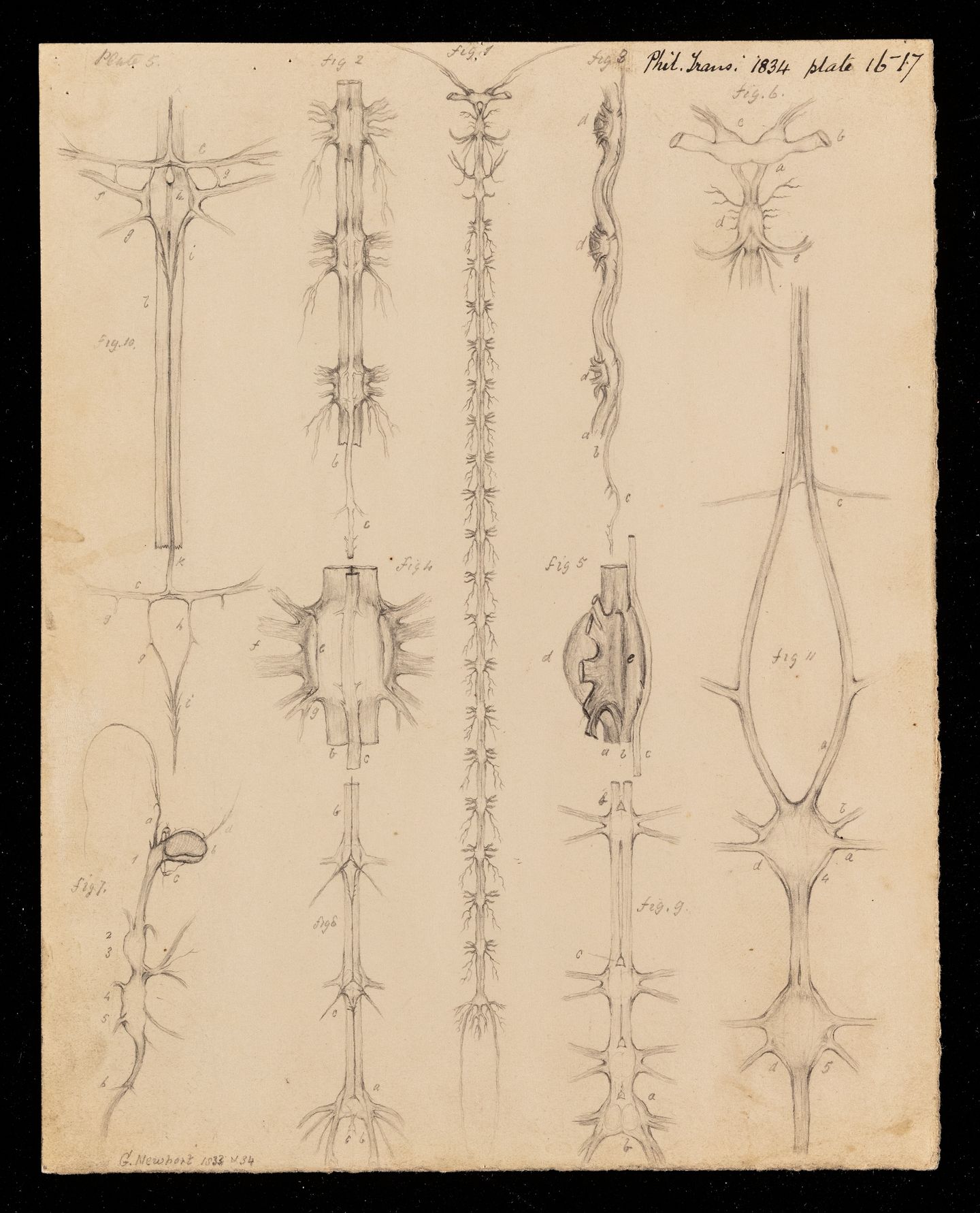 Drawings, nervous system of various butterflies and centipedes by G ...