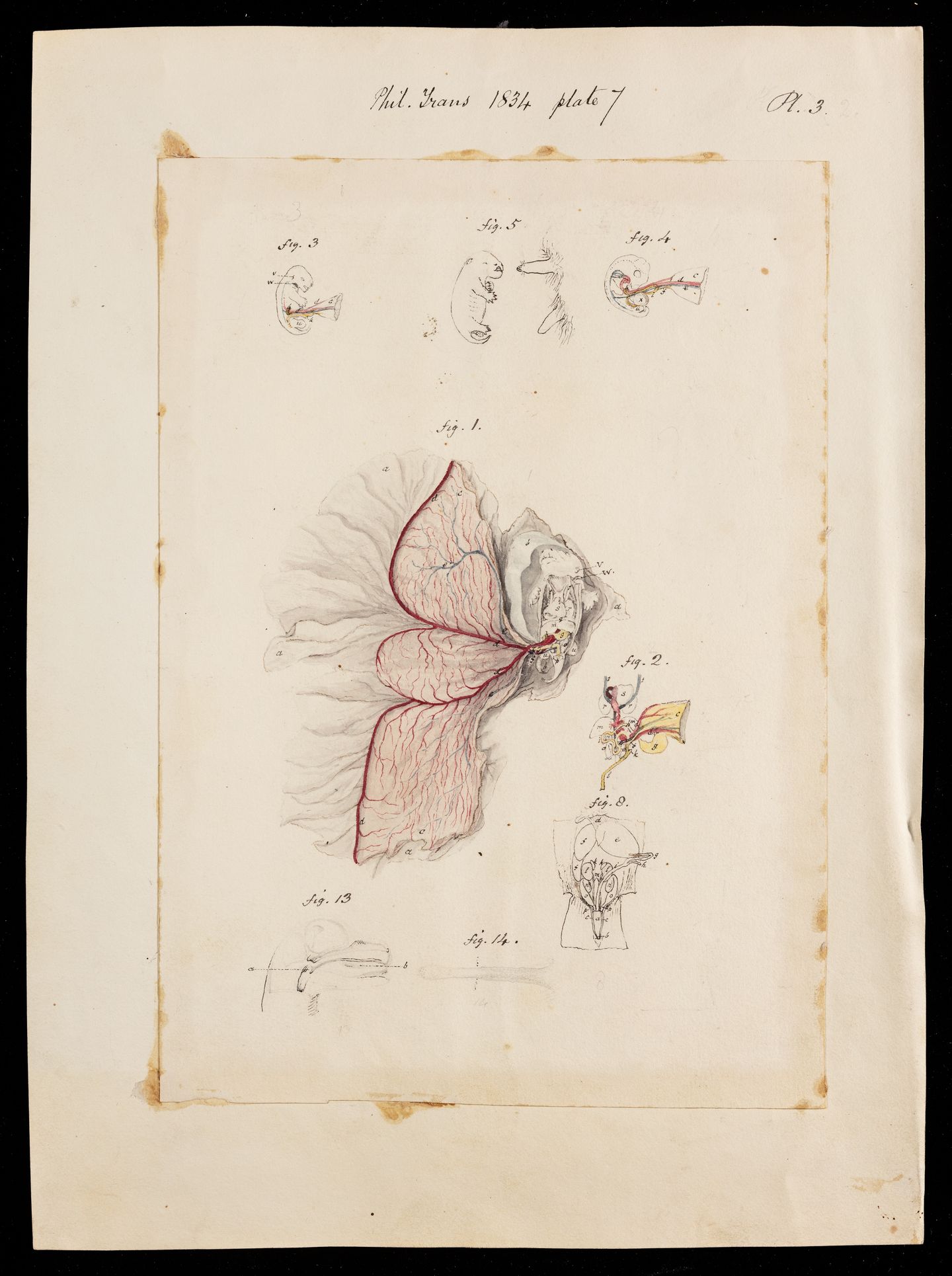 Drawings, kangaroo foetus and goose embryo by [Richard Owen] | The ...