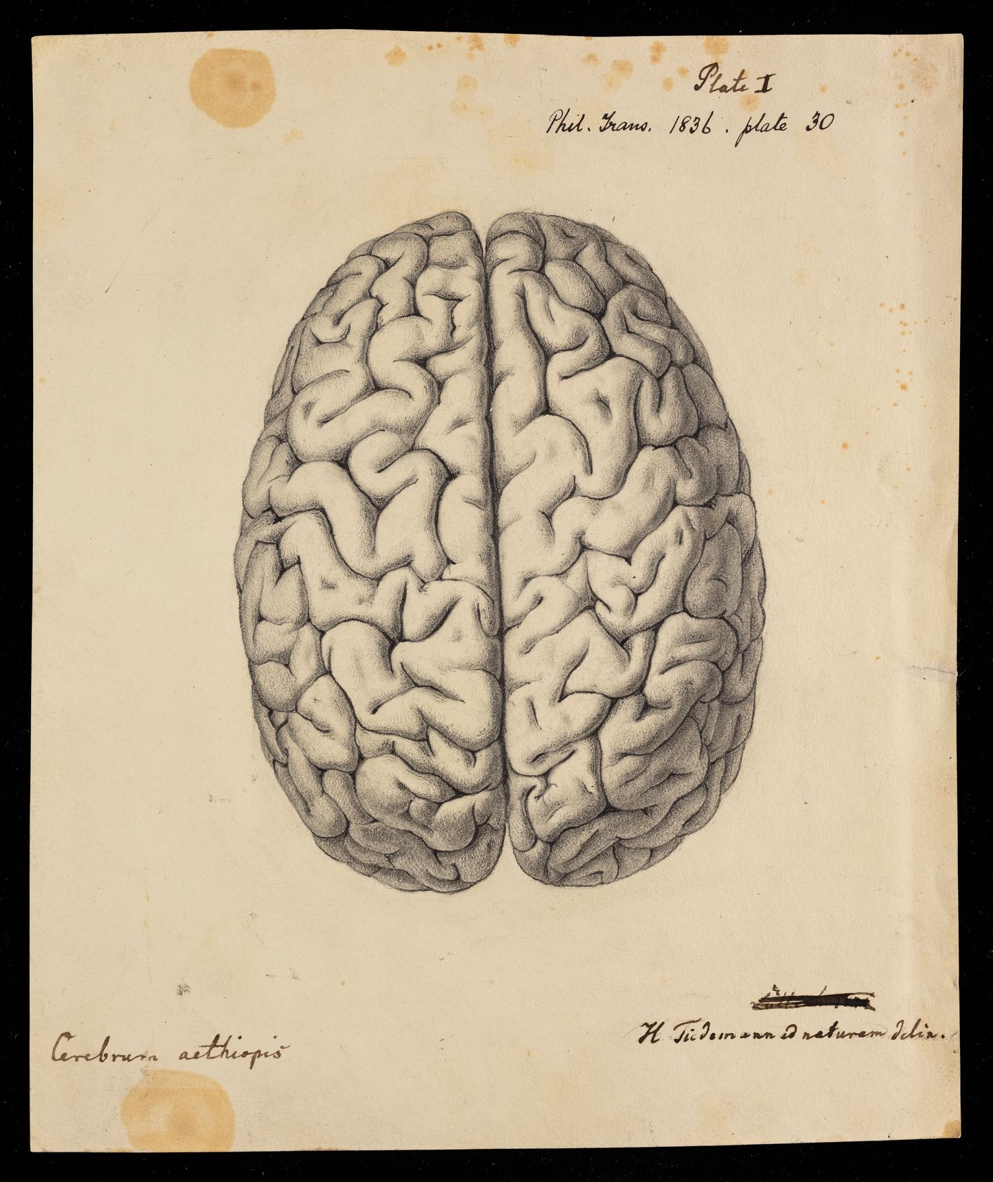 Drawing, 'Cerebrum aethiopis' by H [Heinrich] Tiedemann | The Royal ...