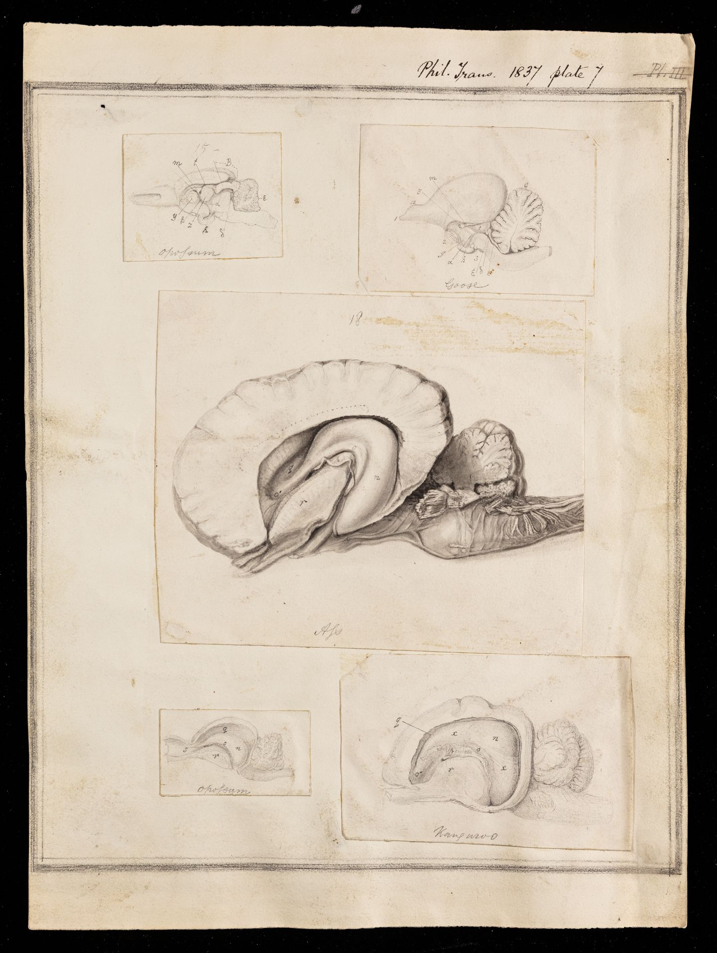 Drawings, sections of brains of opossum, goose, kangaroo, and donkey by ...