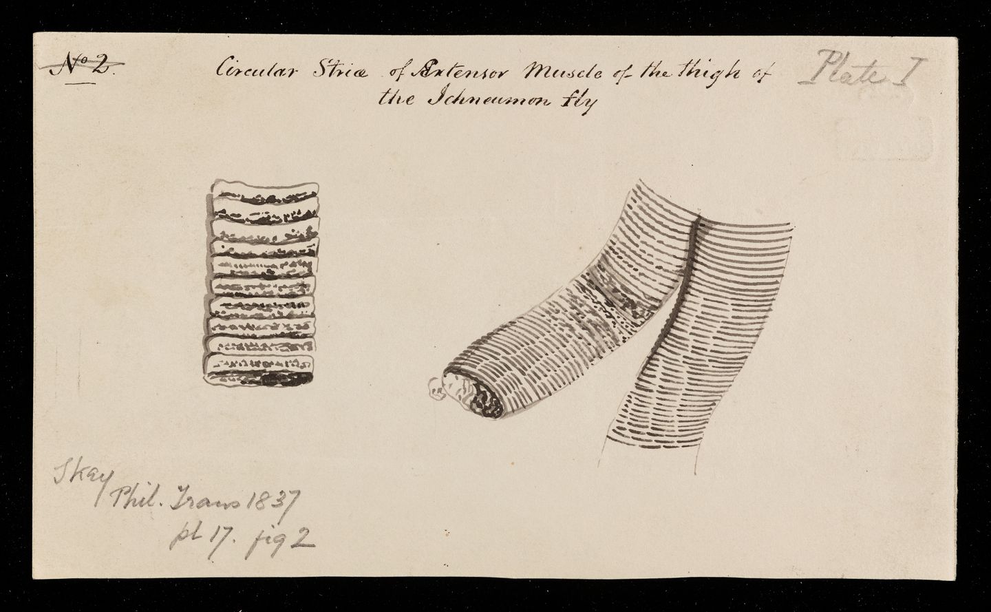 Drawings, 'Circular striae of extensor muscle of the thigh of the ...