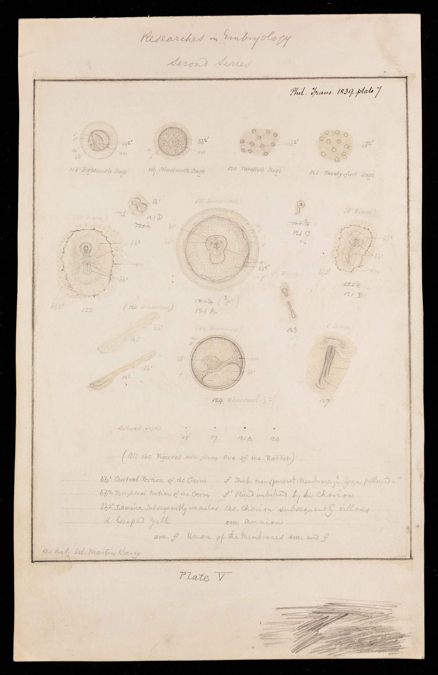 Drawings, stages of embryo of the rabbit by Martin Barry | The Royal ...