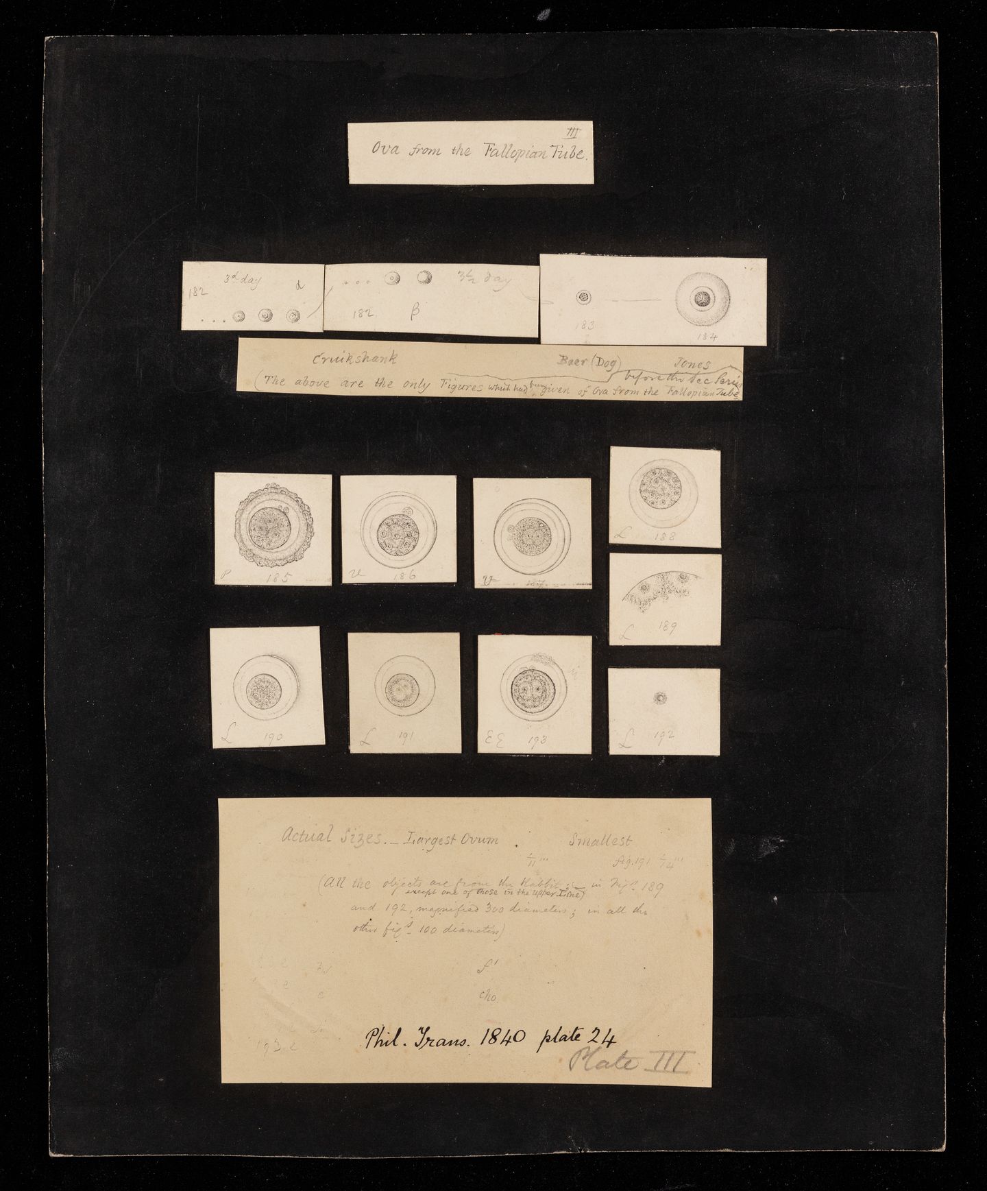 Drawings, 'Ova from the fallopian tube' by [Martin Barry] | The Royal Society: Science in the Making