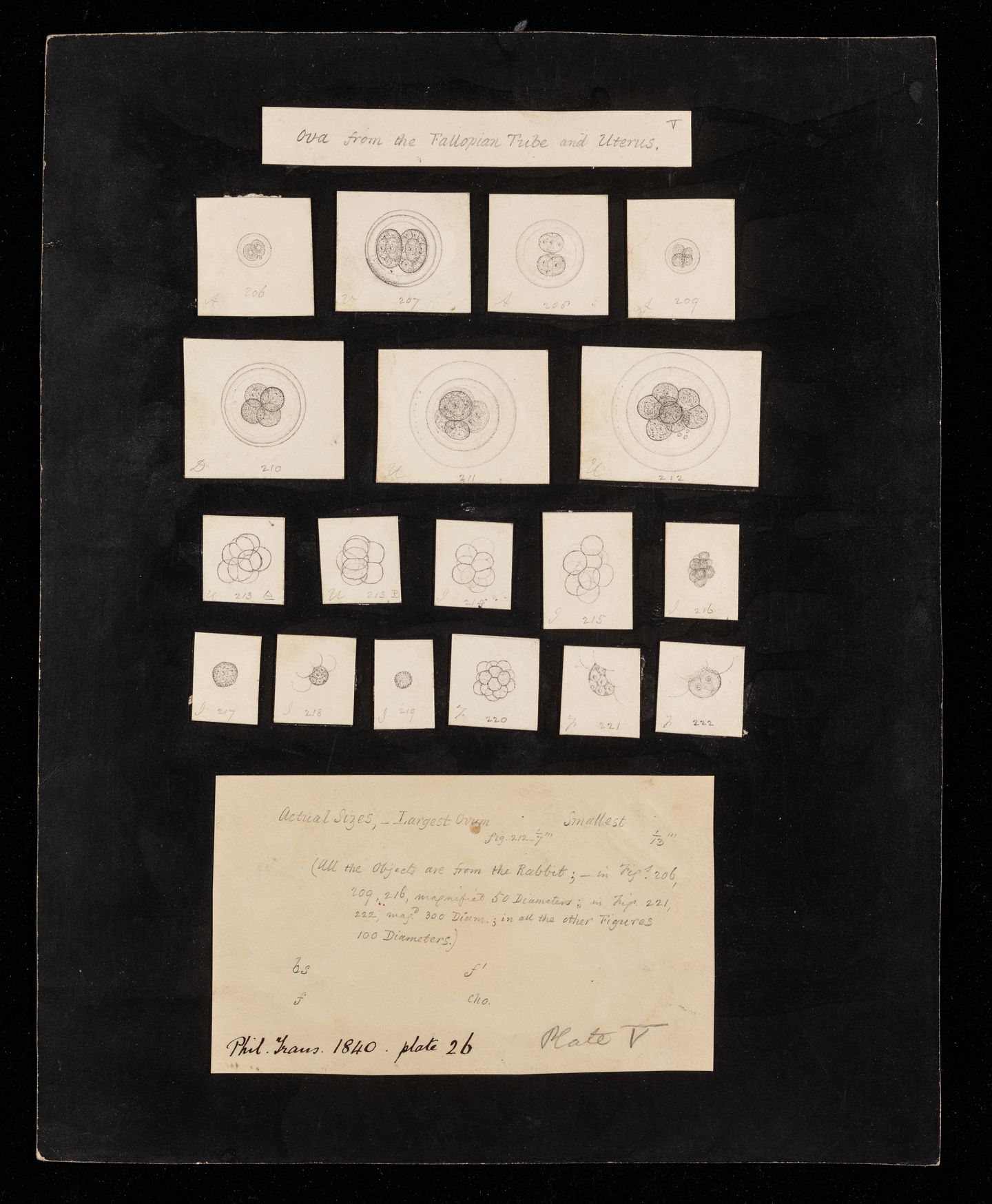 Drawings, 'Ova from the fallopian tube and uterus' by [Martin Barry] | The Royal Society ...