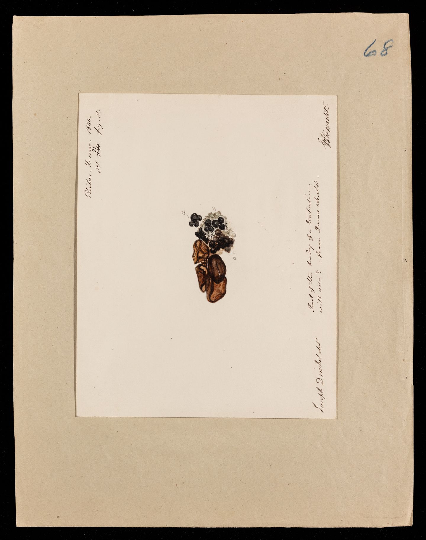 Painting, 'Part of the body of a Rotalia' by Joseph Dinkel | The Royal ...