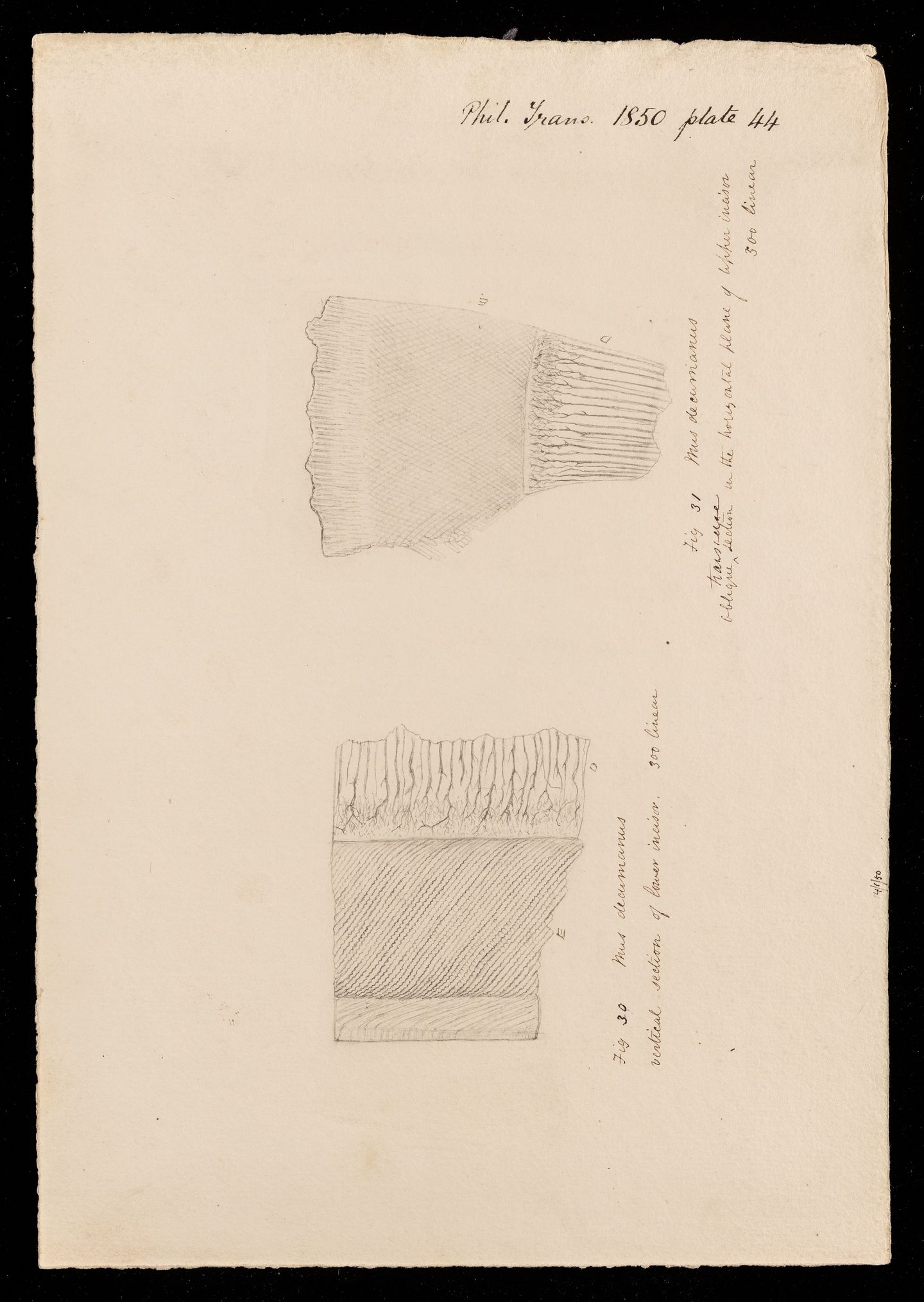 Drawings, lower incisor of Mus decumanus by [W Wing] | The Royal ...