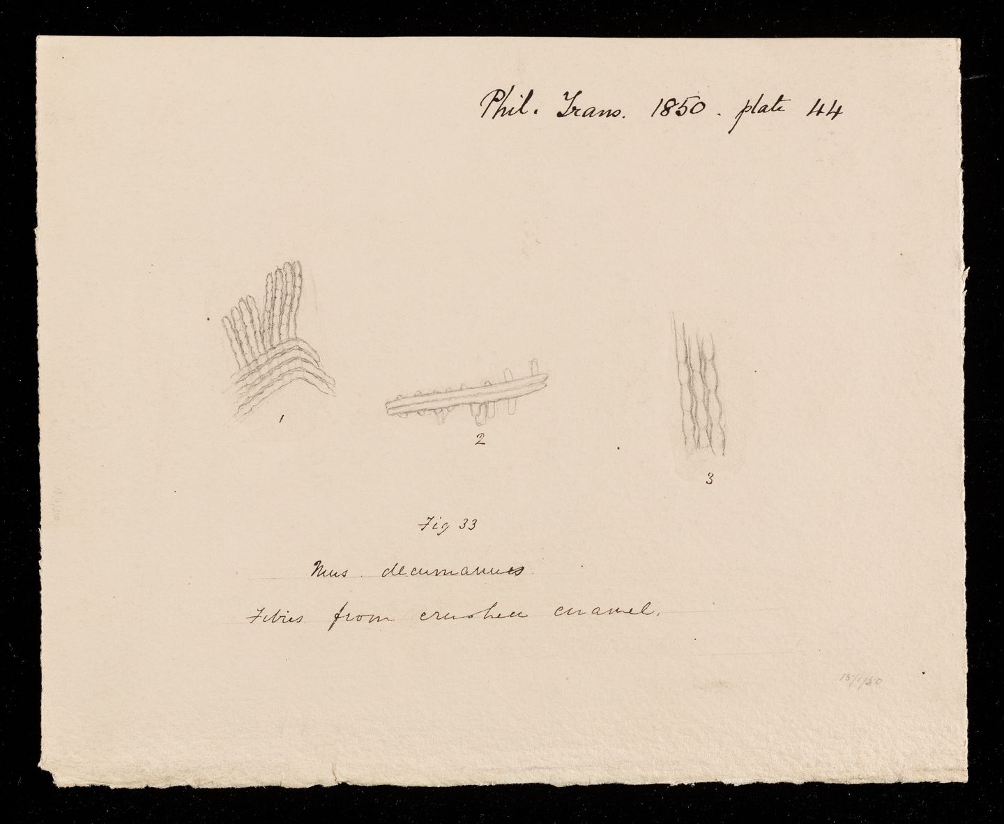 Drawing, 'Mus decumanus' by [W Wing] | The Royal Society: Science in ...