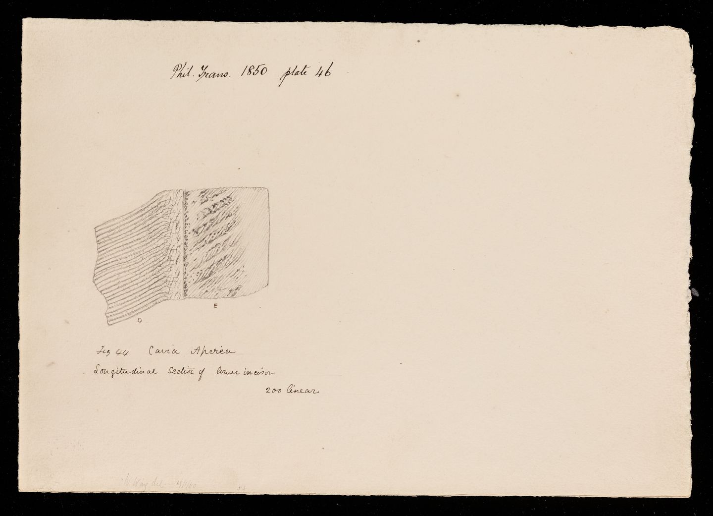 Drawing, lower incisor of Cavia aperea by W Wing | The Royal Society ...
