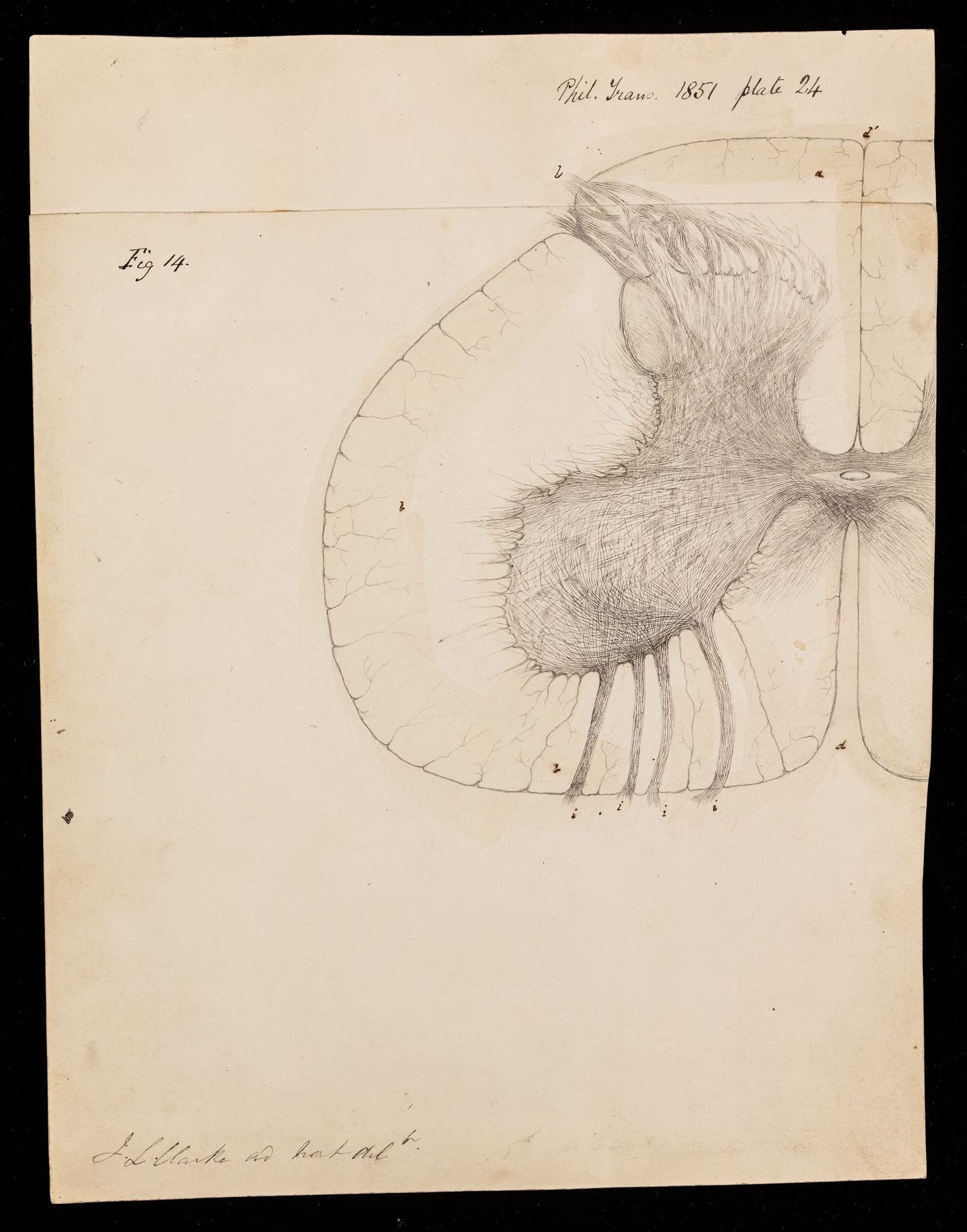 Drawing, white and grey substance from lumbar enlargement of calf ...