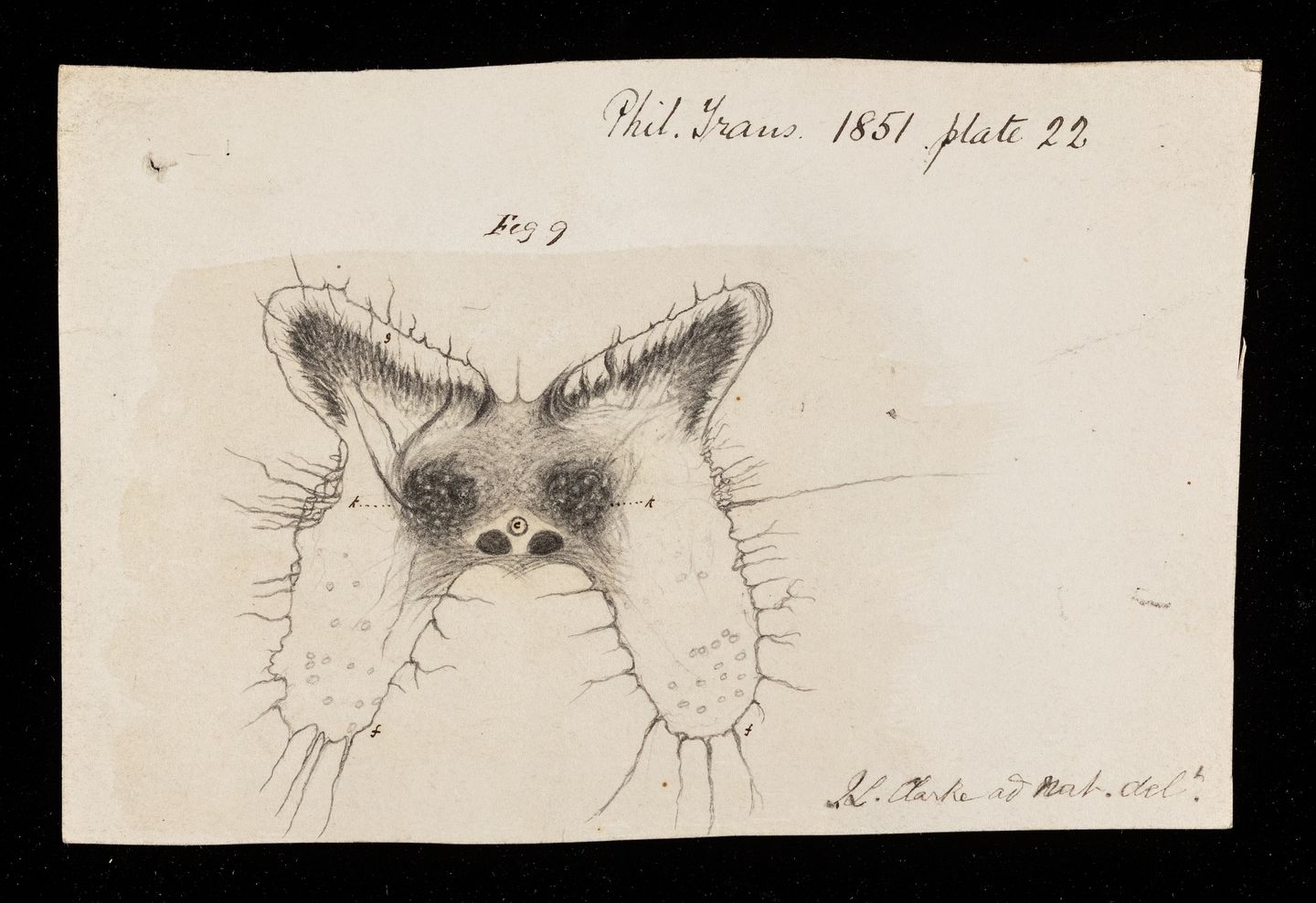 Drawing, grey substance from dorsal region of calf spinal chord by J ...