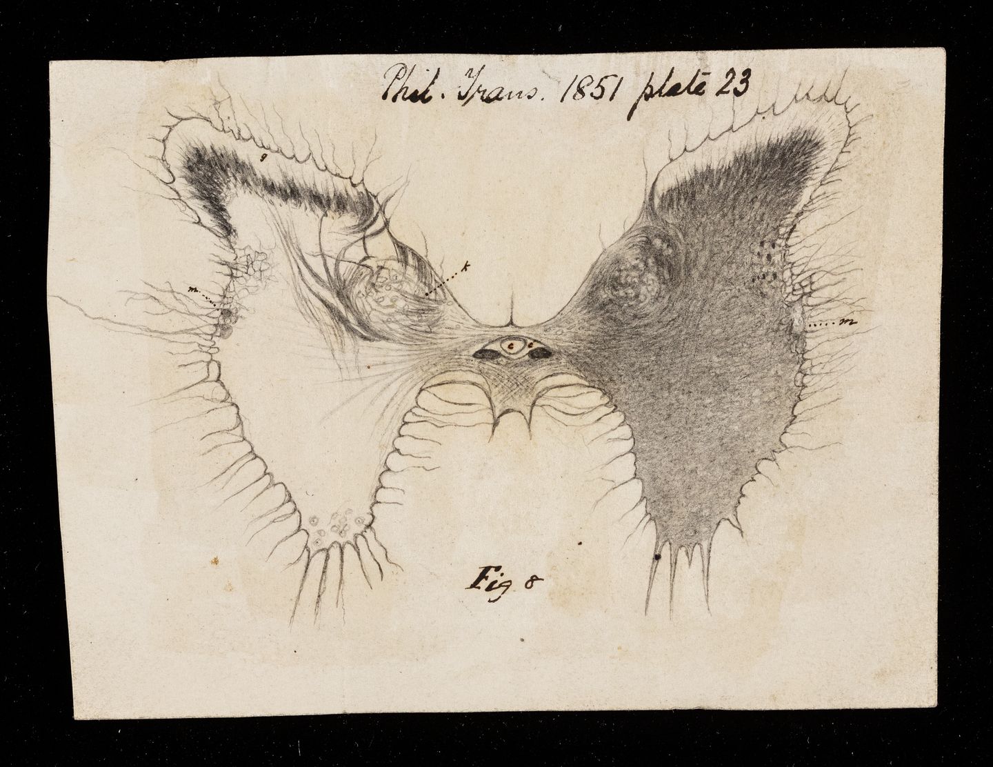 Drawing, grey substance from dorsal region of calf spinal chord by ...