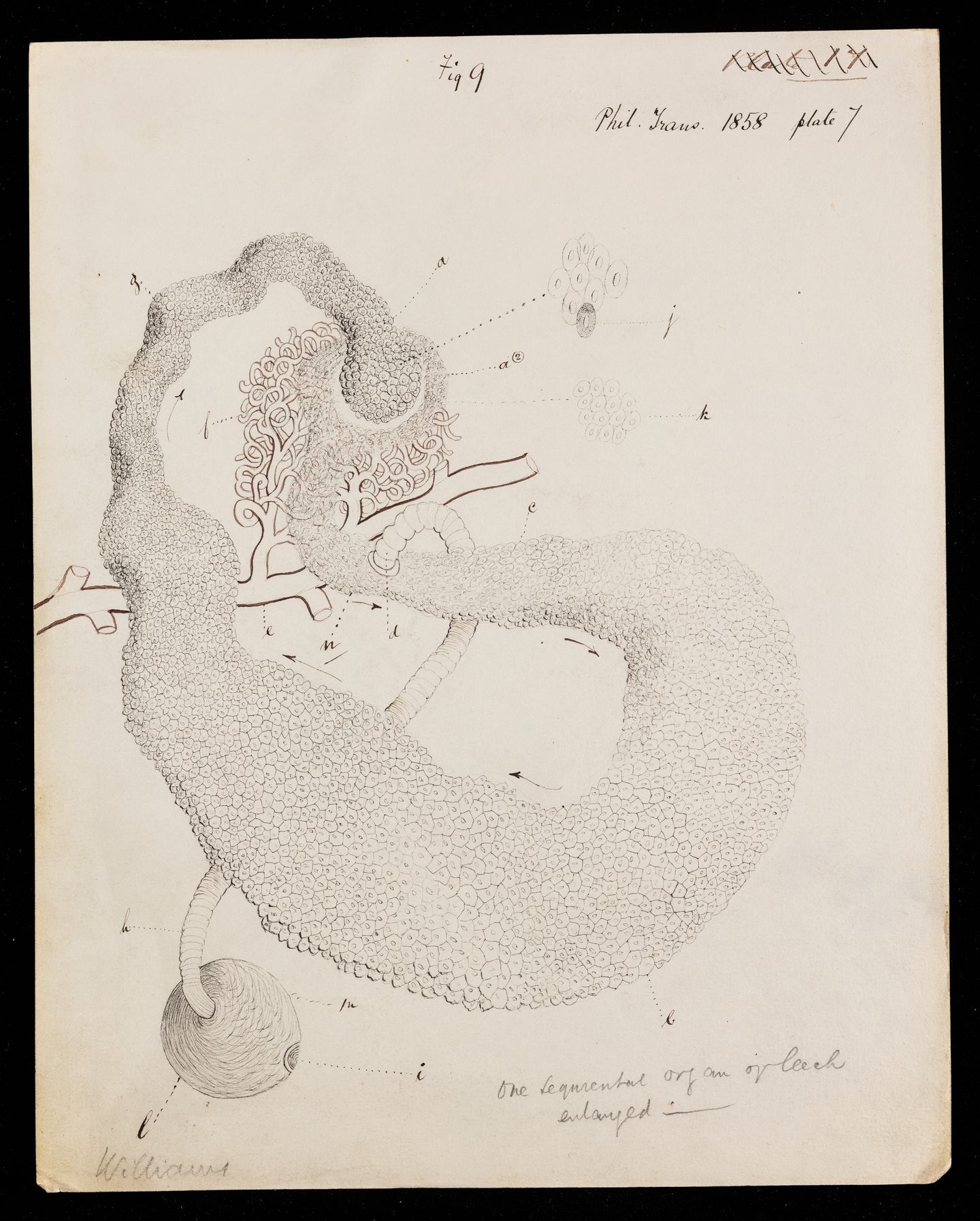 Drawing, 'One segmental organ of leech enlarged' by [Thomas] Williams ...