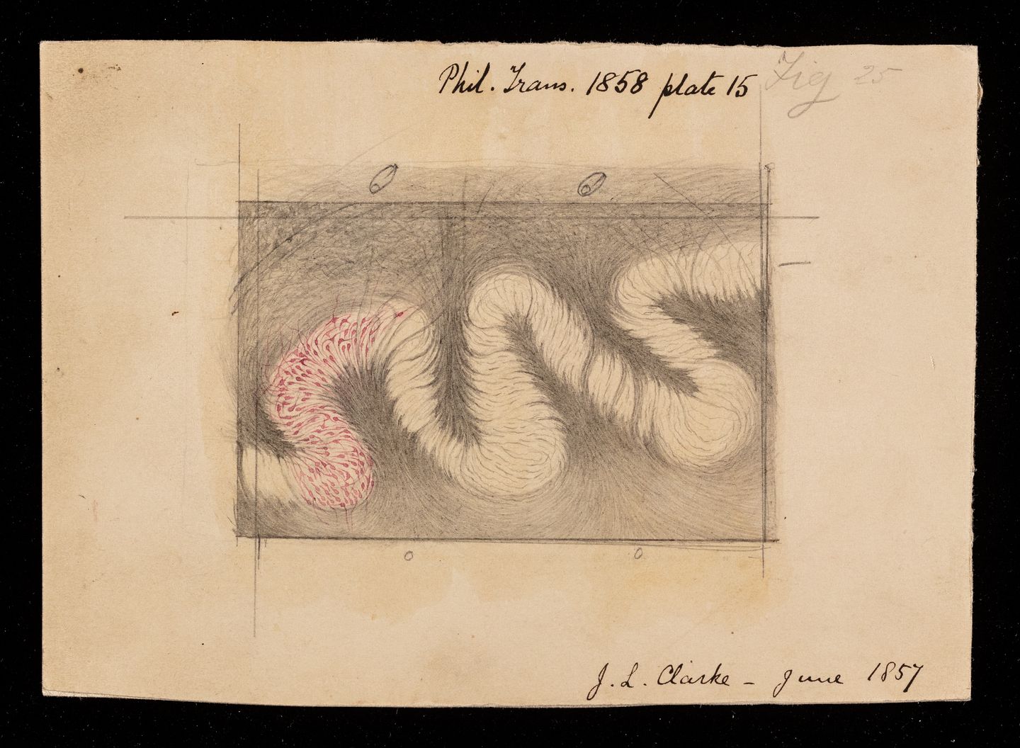 Drawing, grey lamina of olivary body by J [Jacob Augustus] L [Lockhart ...