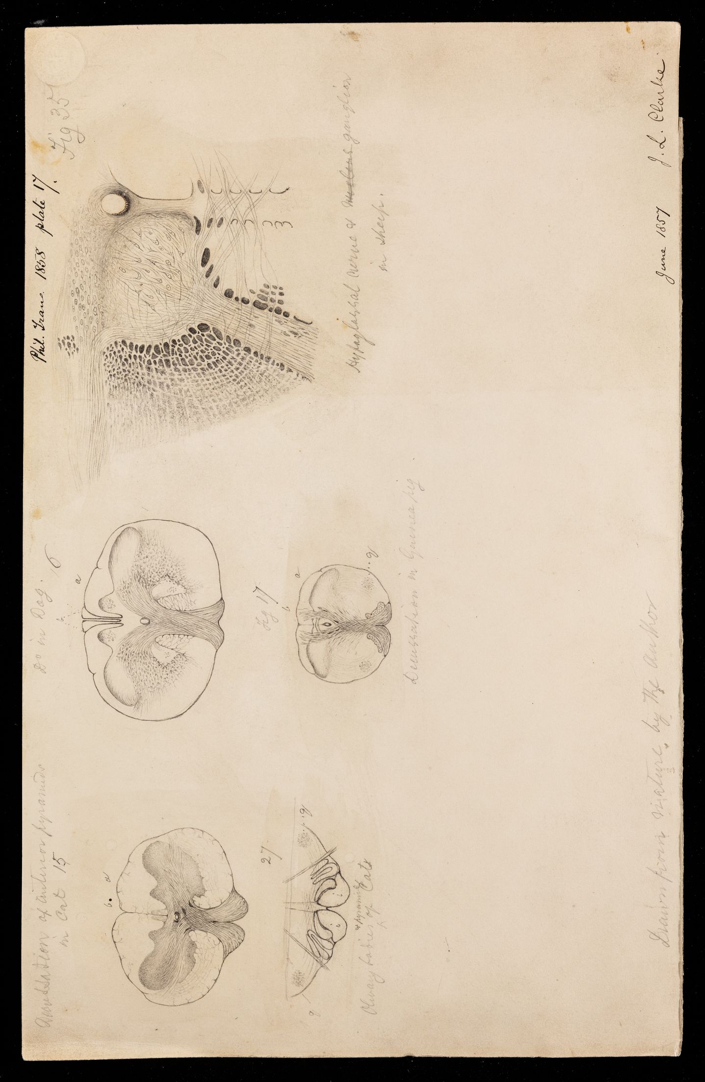 Drawings, medulla and nerves of the cat, dog, and guinea pig by J ...