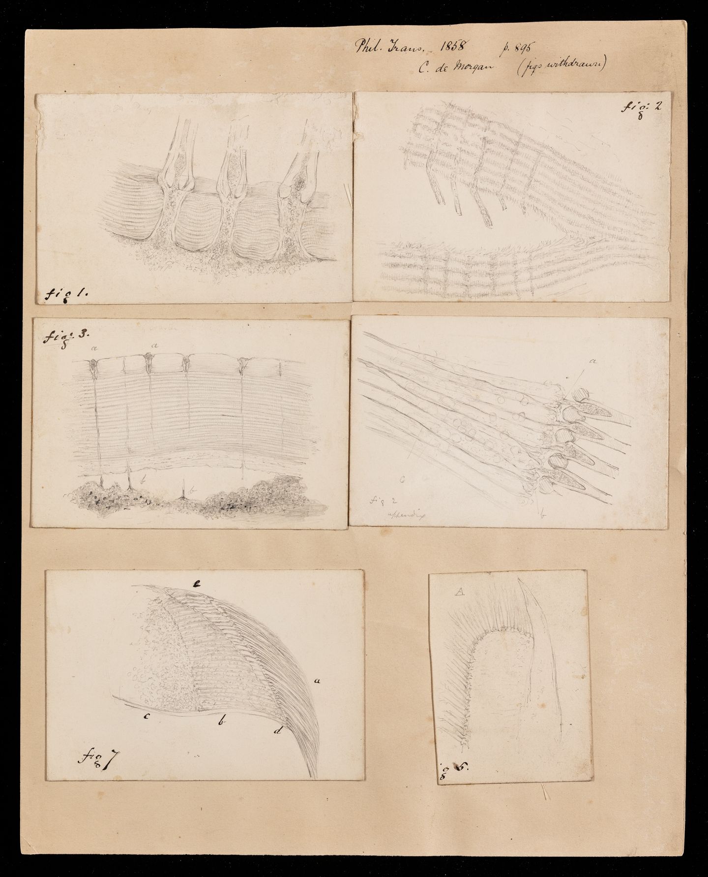 Unpublished drawings, hairs on Crustacea appendages by [Edwin M ...