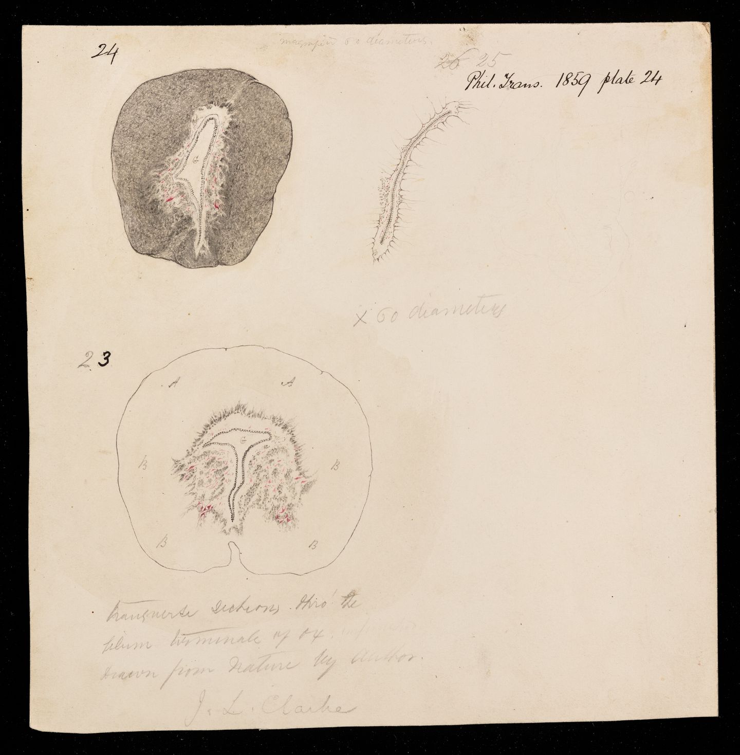 Drawings, 'Transverse sections thro' the filum terminale of ox' by J ...