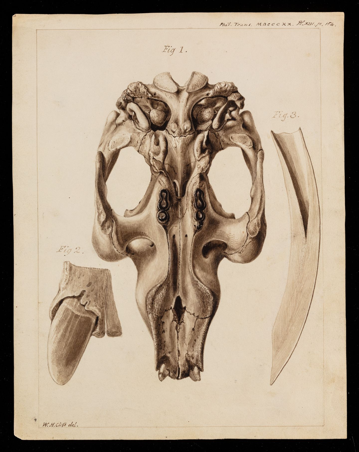 Painting, dugong skull and tusks by W H [William Home] Clift | The ...