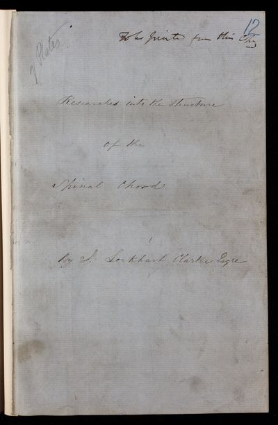 Drawing, grey substance from dorsal region of calf spinal chord by ...