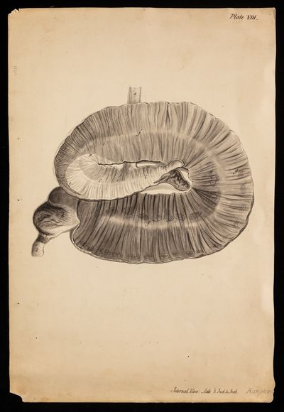 Painting, 'Elephant. Internal view' by [William Clift] | The Royal ...