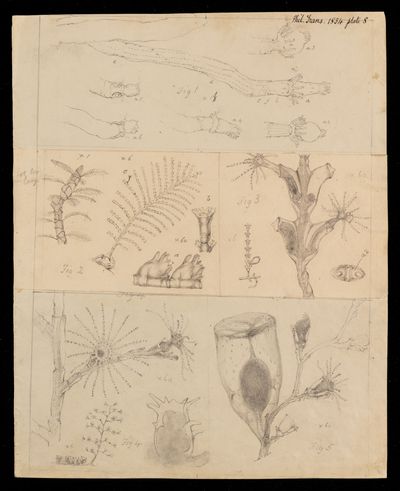 Drawings, stem and sprout of Campanularia dichotoma by [Joseph Jackson ...