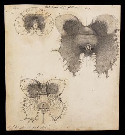 Drawing, grey substance from dorsal region of calf spinal chord by ...